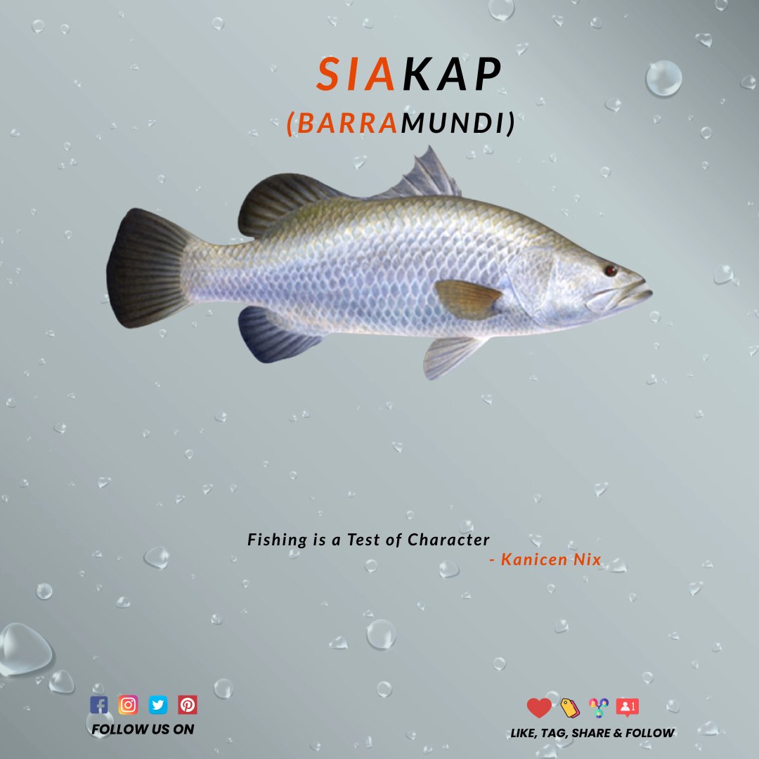 Let's Learn About Fish: Siakap Putih, Barramundi