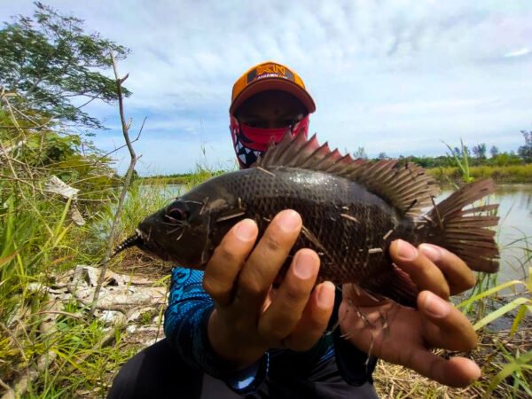 Ikan Merah, Mangrove Red Snapper, Siakap Putih, Barramundi, Ikan Raja ...