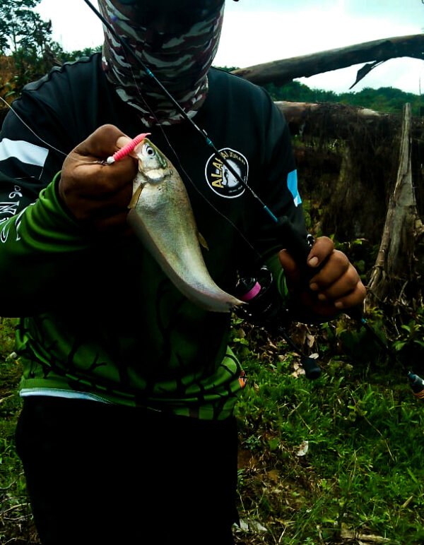 Sepat, Snakeskin Gourami, Selat, Notopterus, Kurau, Fourfinger ...